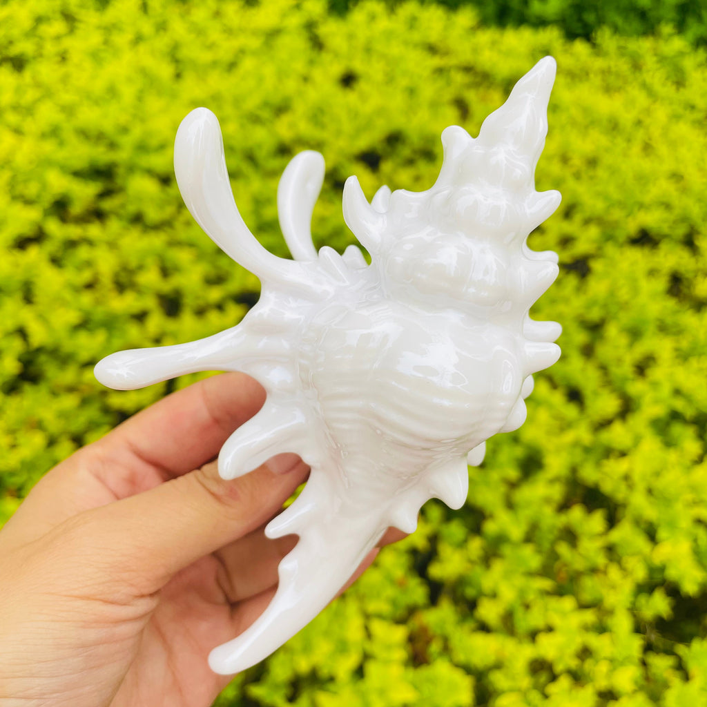 New Process Conch Claw in Snow